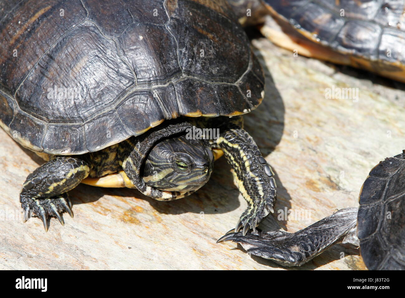 swamp turtles terrapin terrapins turtle tortoise legs macro close-up ...