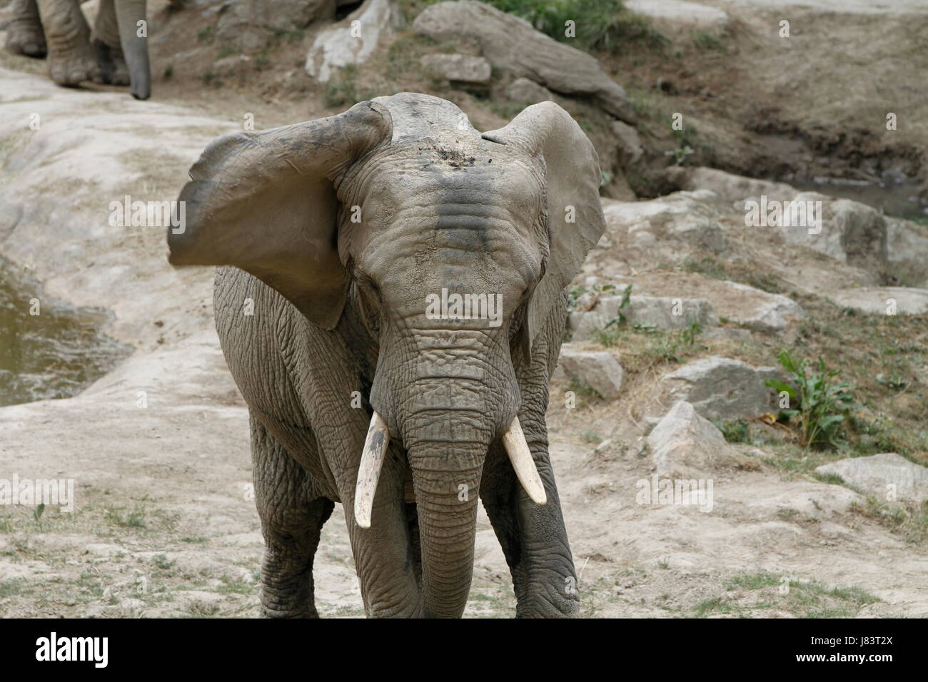 africa elephant eye organ skin eyes ears african ear macro close-up ...
