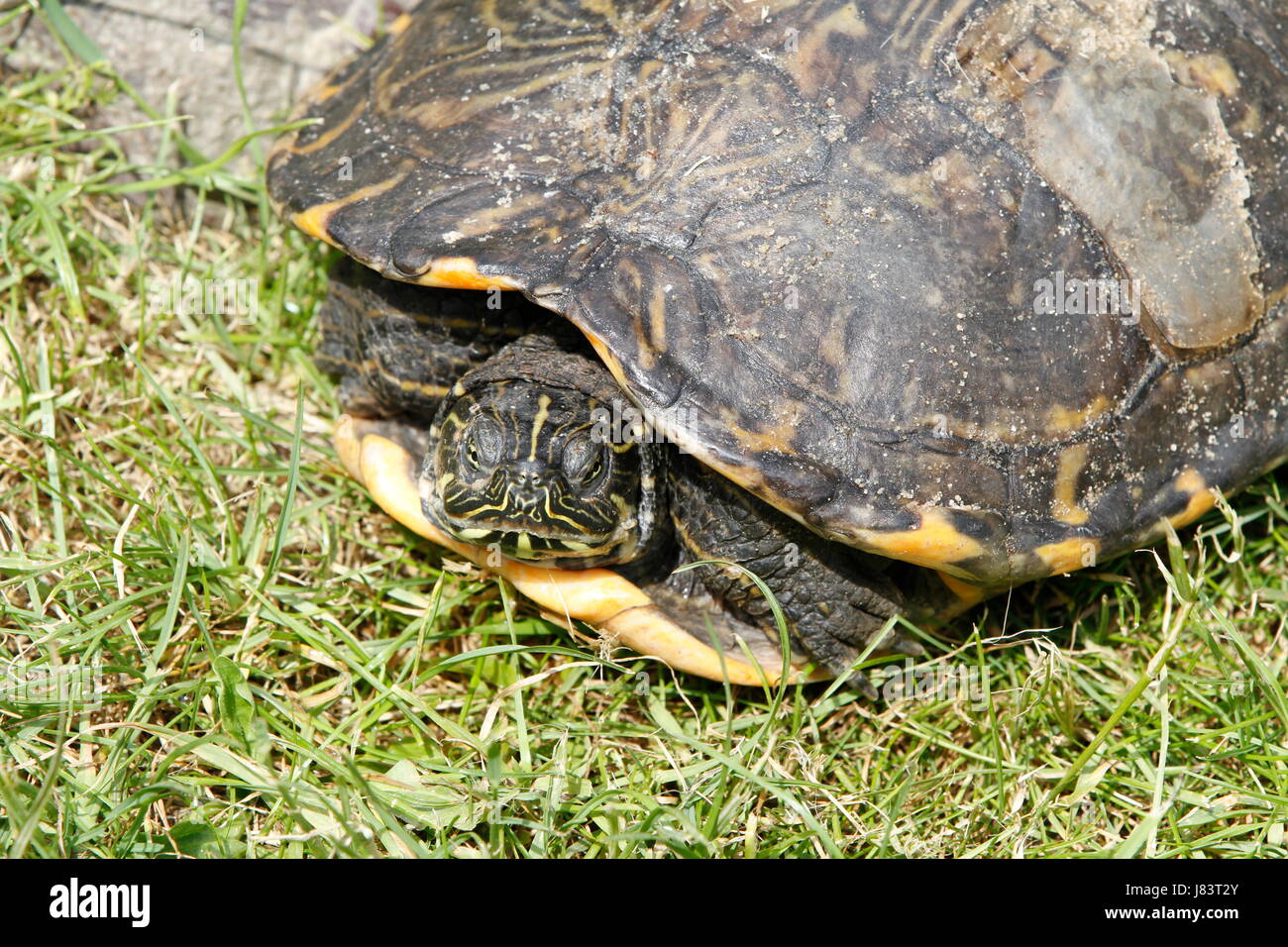 swamp turtles terrapin terrapins turtle tortoise legs macro close-up ...