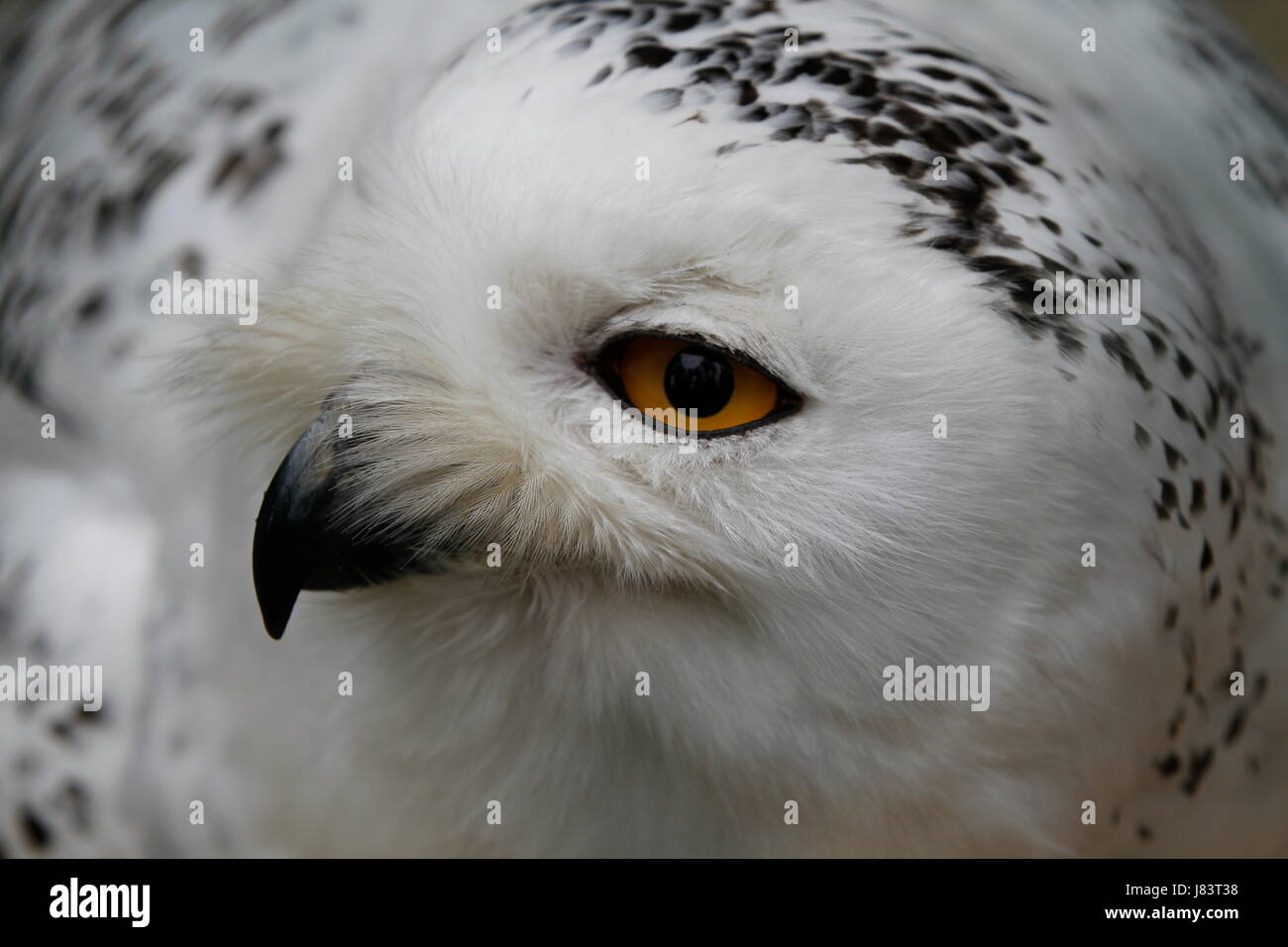 snow owl in closeup Stock Photo - Alamy