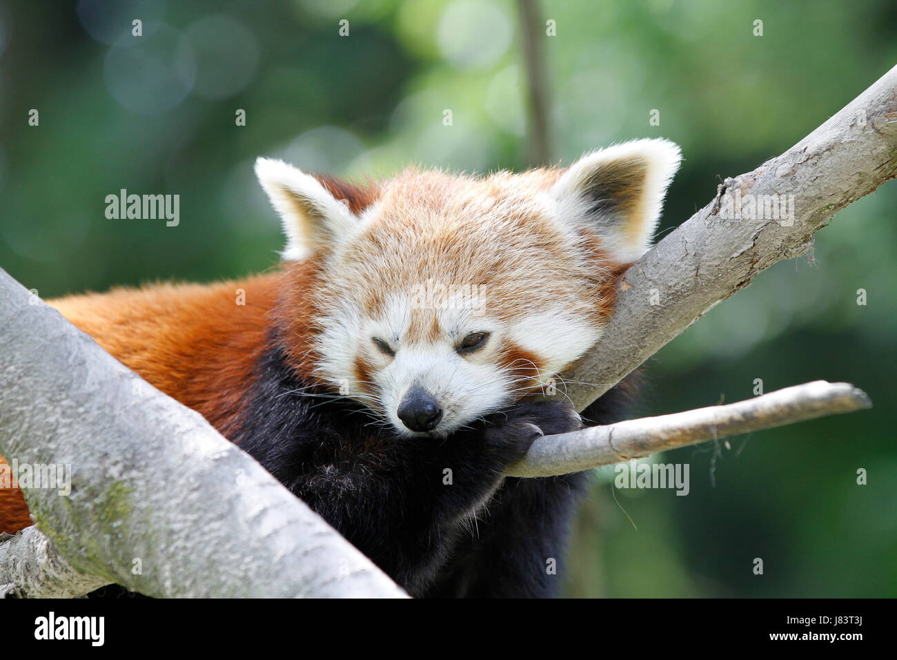 bear panda smaller red macro close-up macro admission close up view ...