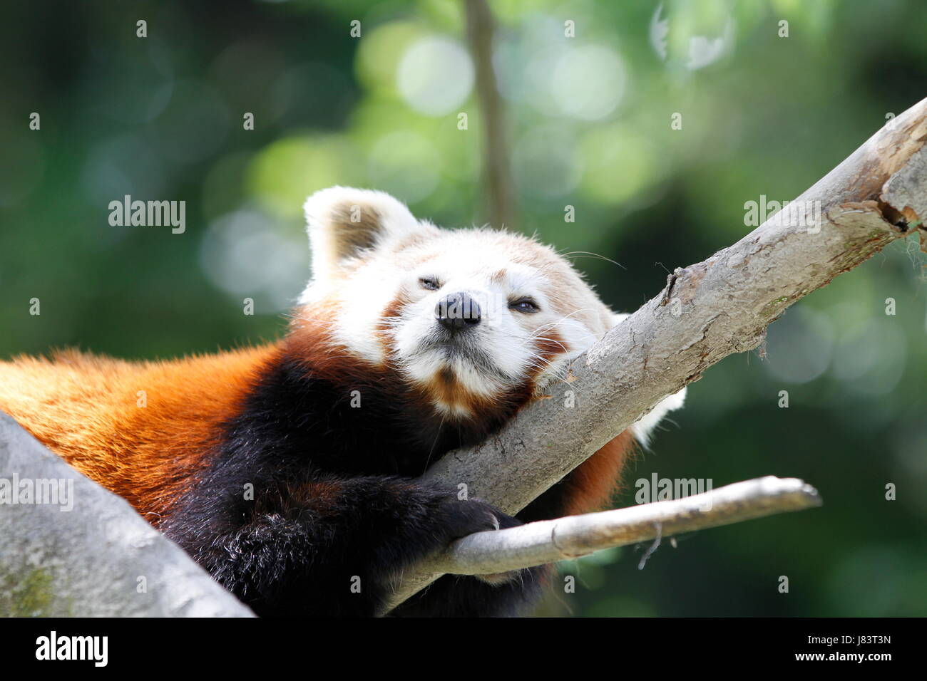 bear panda smaller red macro close-up macro admission close up view ...