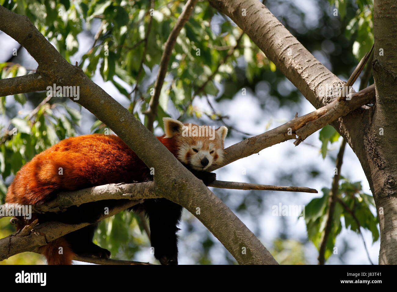 red panda in closeup Stock Photo - Alamy