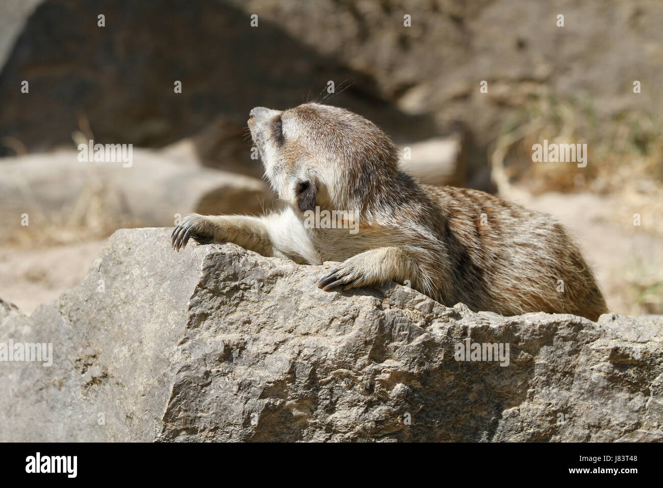 portrait animal portrait nose male meerkat meerkats head mammal ground ...