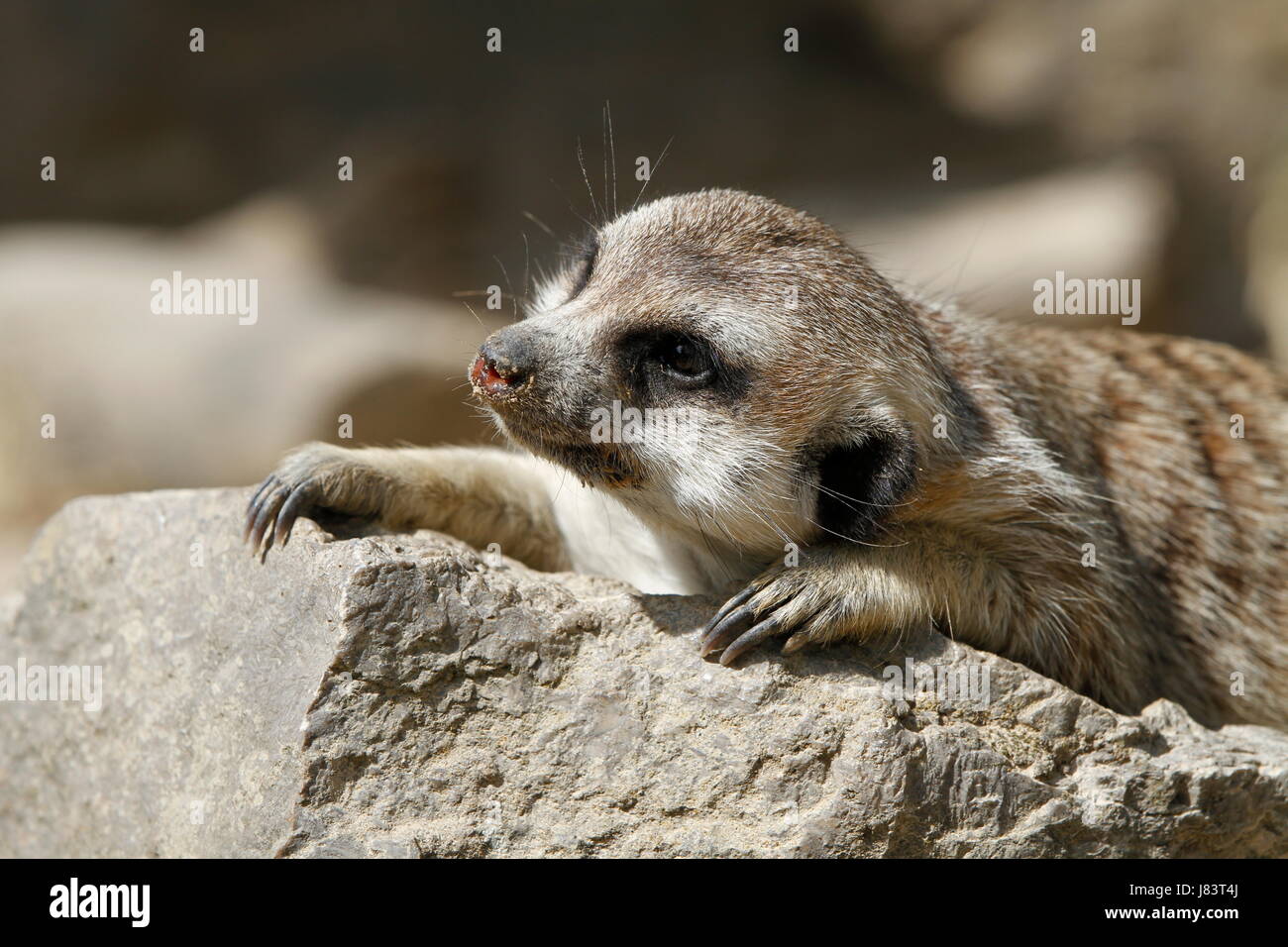 portrait animal portrait nose male meerkat meerkats head mammal ground ...