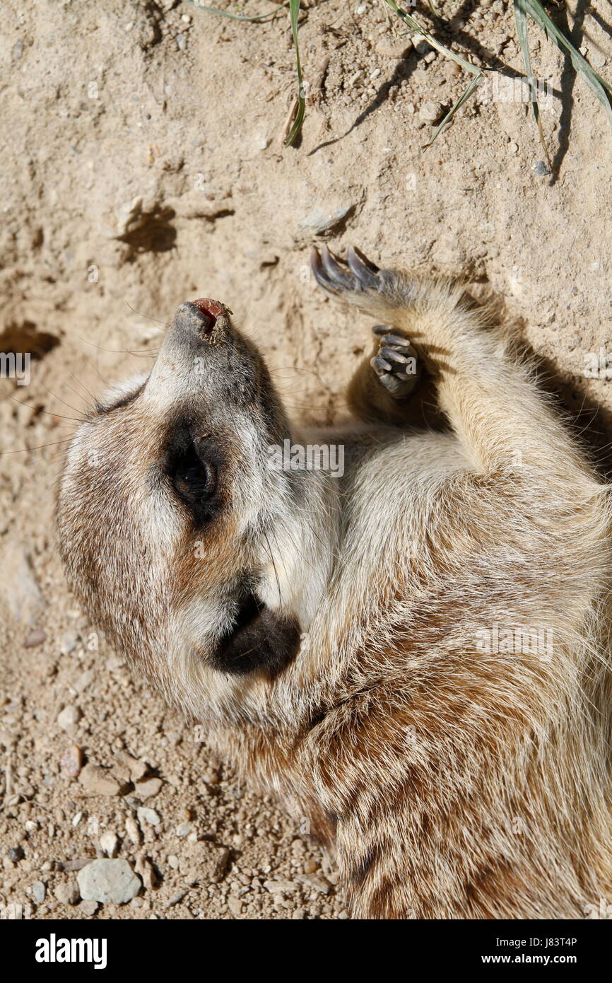 portrait animal portrait nose male meerkat meerkats head mammal ground ...