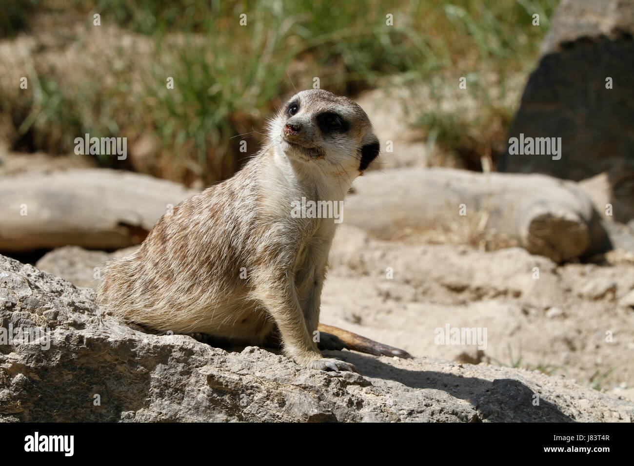 portrait animal portrait nose male meerkat meerkats head mammal ground ...