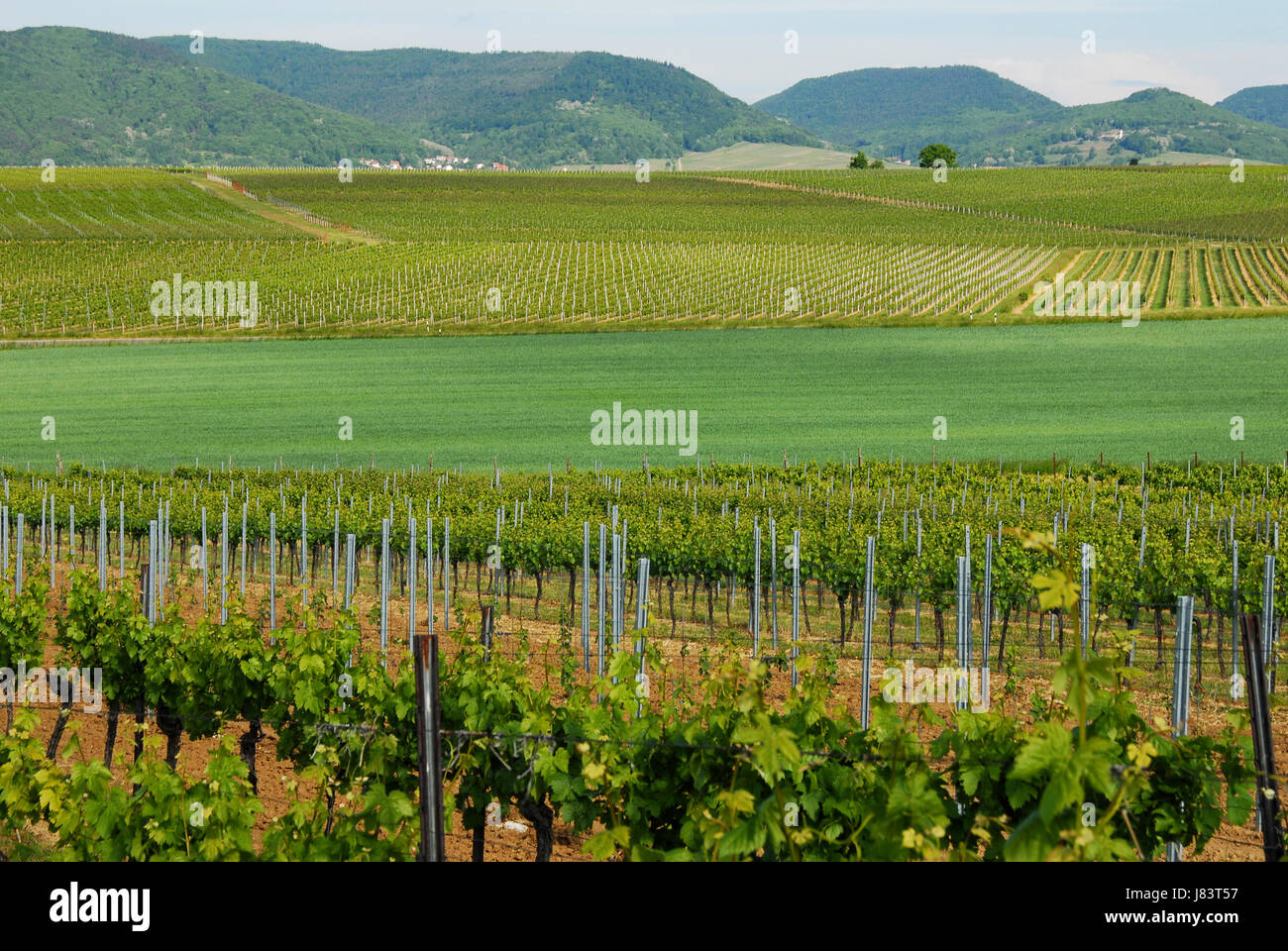 vines fields vine grape vine grape-vine tree trees agriculture farming ...