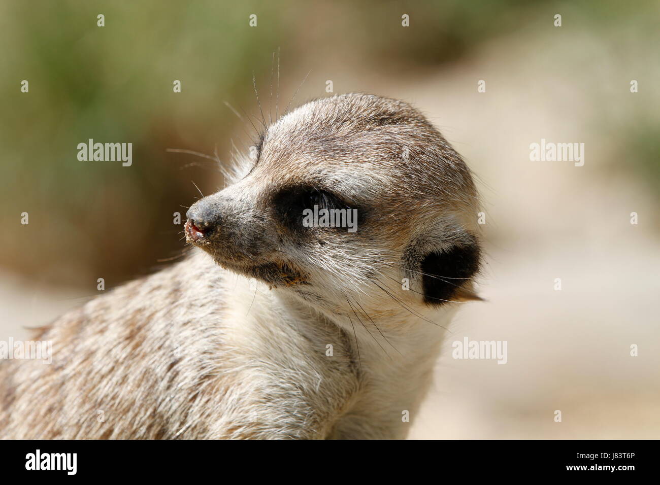 portrait animal portrait nose male meerkat meerkats head mammal ground ...