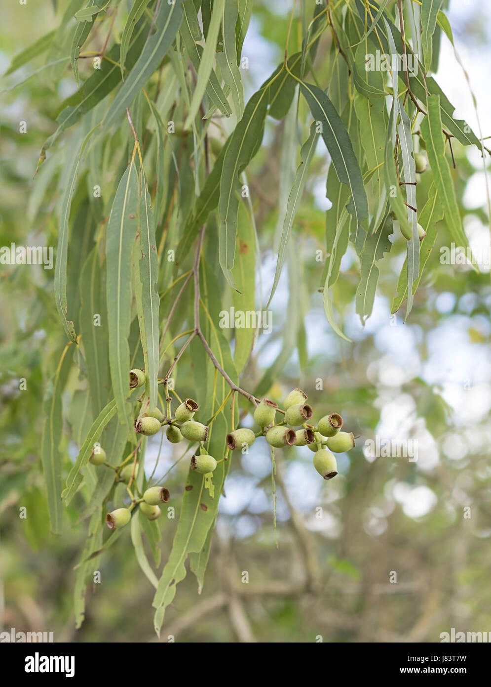 Australian gum tree leaves hi-res stock photography and images - Alamy