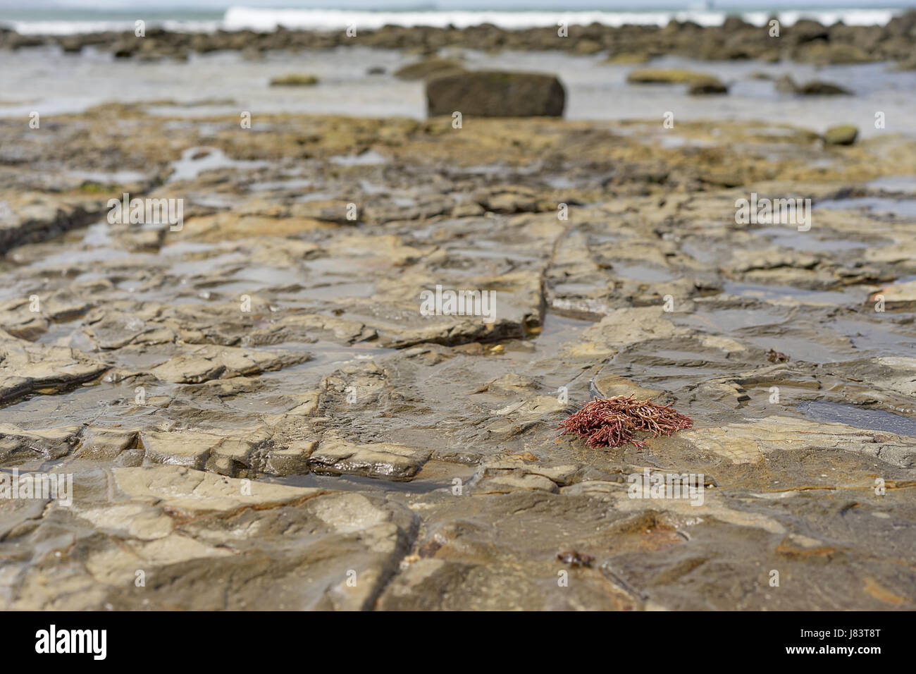 Mooloolaba beach Australia, low tide on rocky foreshore with seaweed ...