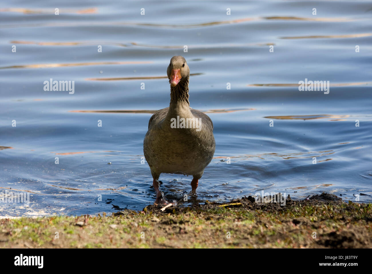 wing feathering geese goose geeser blue animal bird birds blank ...