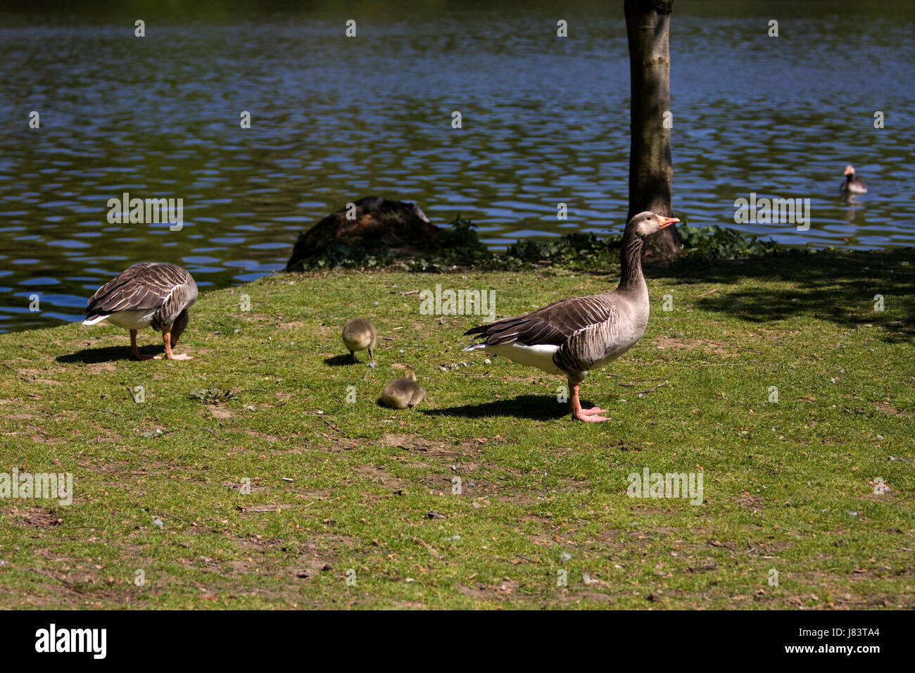 wing feathering geese goose geeser blue animal bird birds blank ...