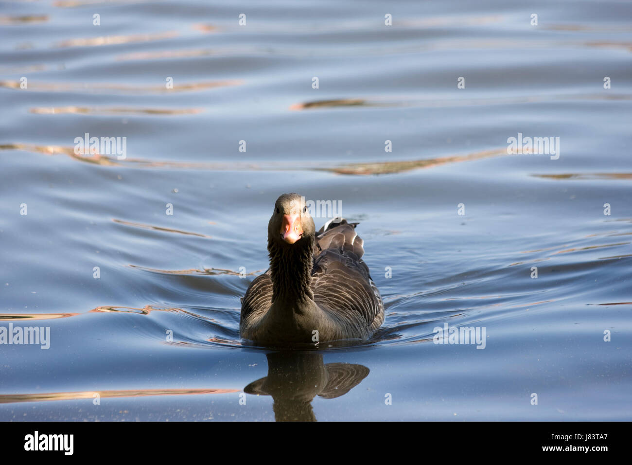 wing feathering geese goose geeser blue animal bird birds blank ...