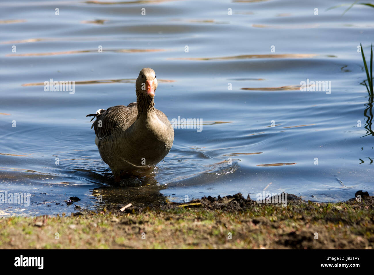 wing feathering geese goose geeser blue animal bird birds blank ...