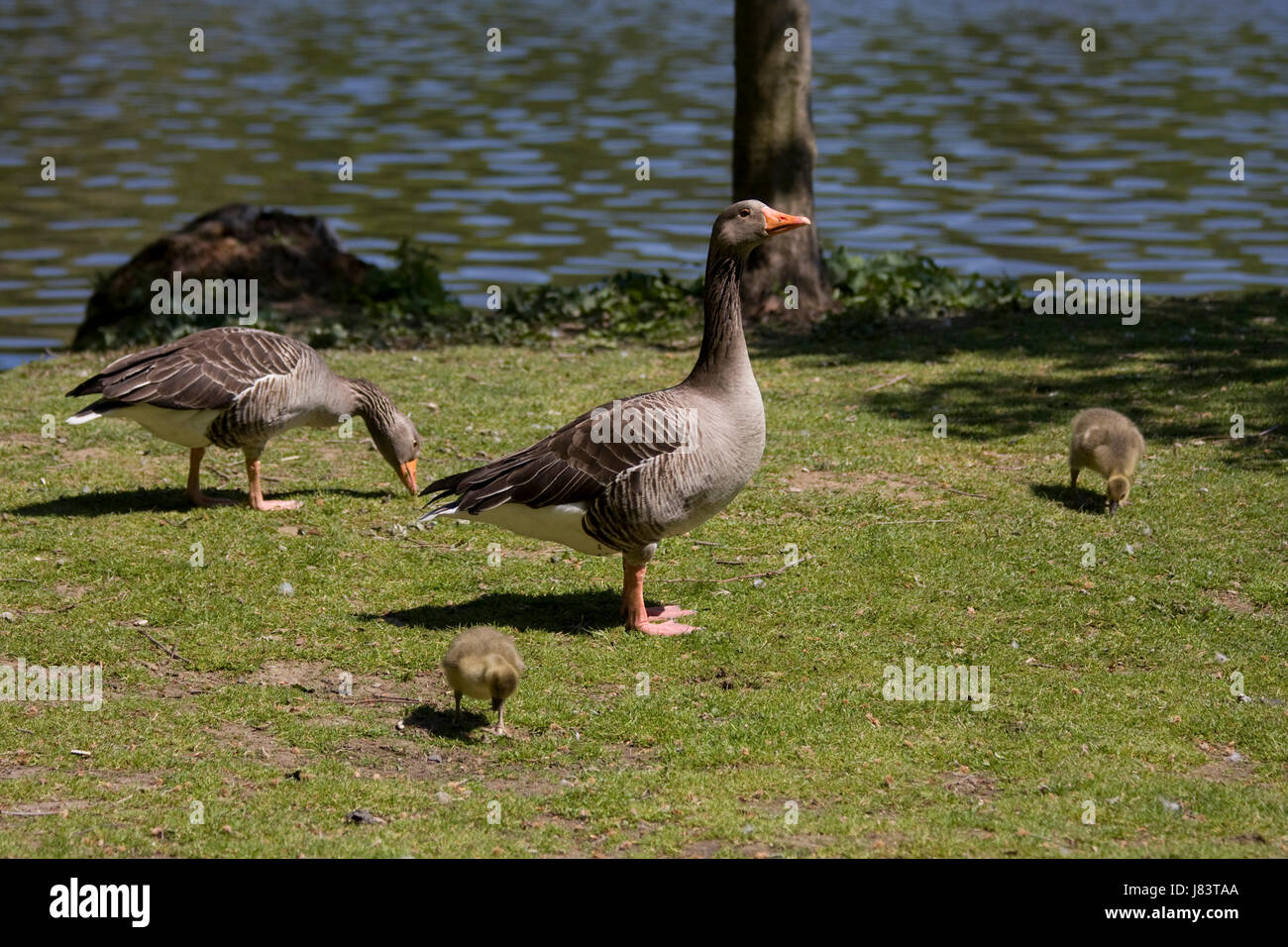 wing feathering geese goose geeser blue animal bird birds blank ...