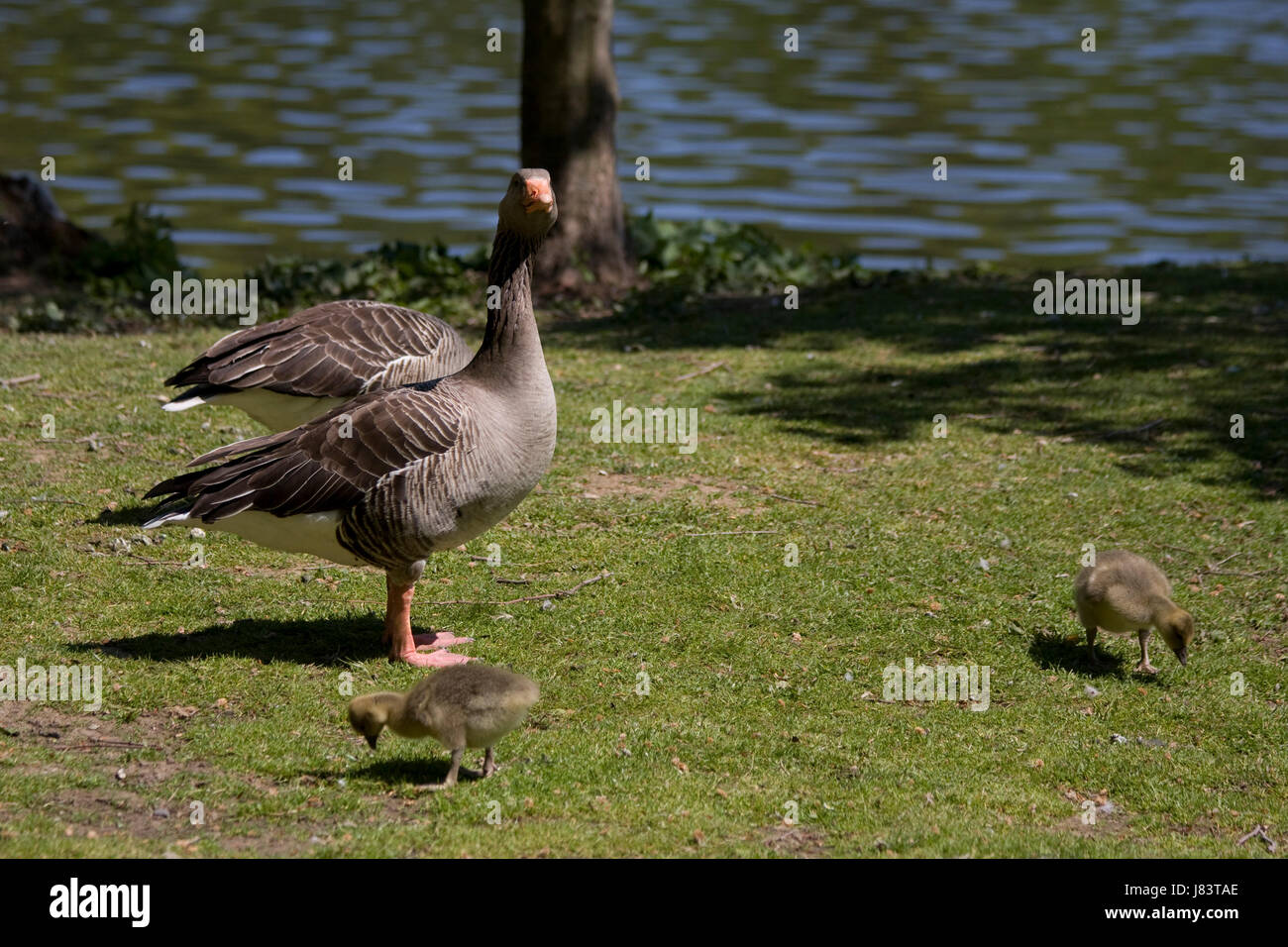 wing feathering geese goose geeser blue animal bird birds blank ...