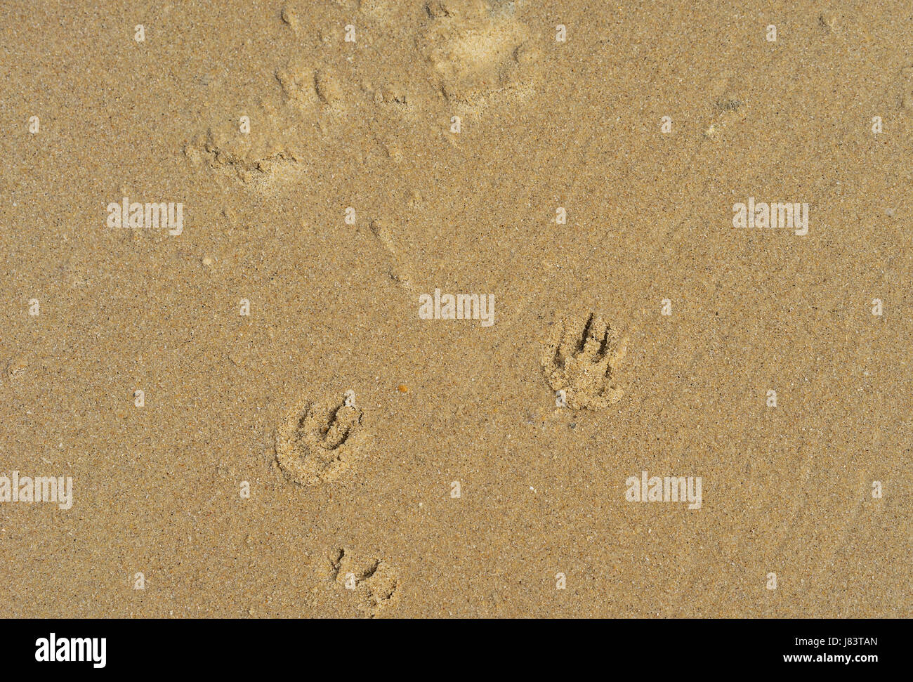 Dog paw prints hi-res stock photography and images - Alamy