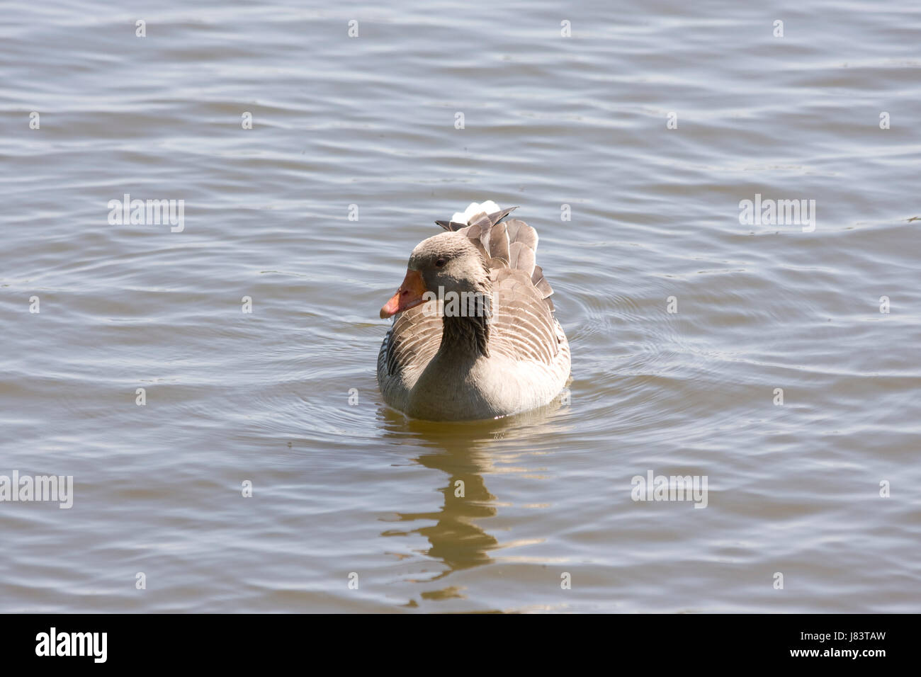 wing feathering geese goose geeser blue animal bird birds blank ...