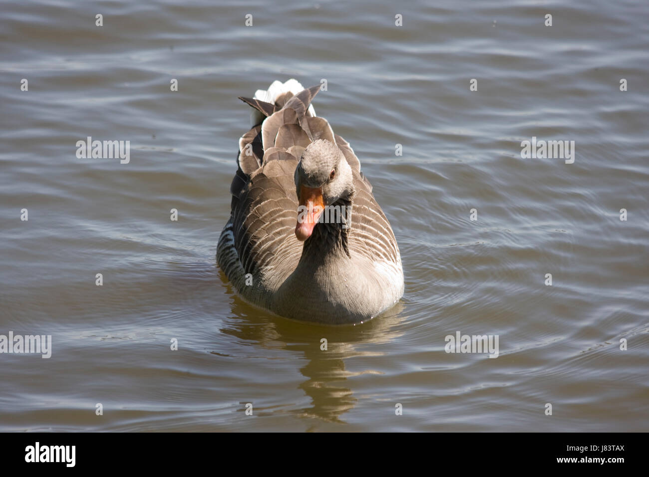 wing feathering geese goose geeser blue animal bird birds blank ...