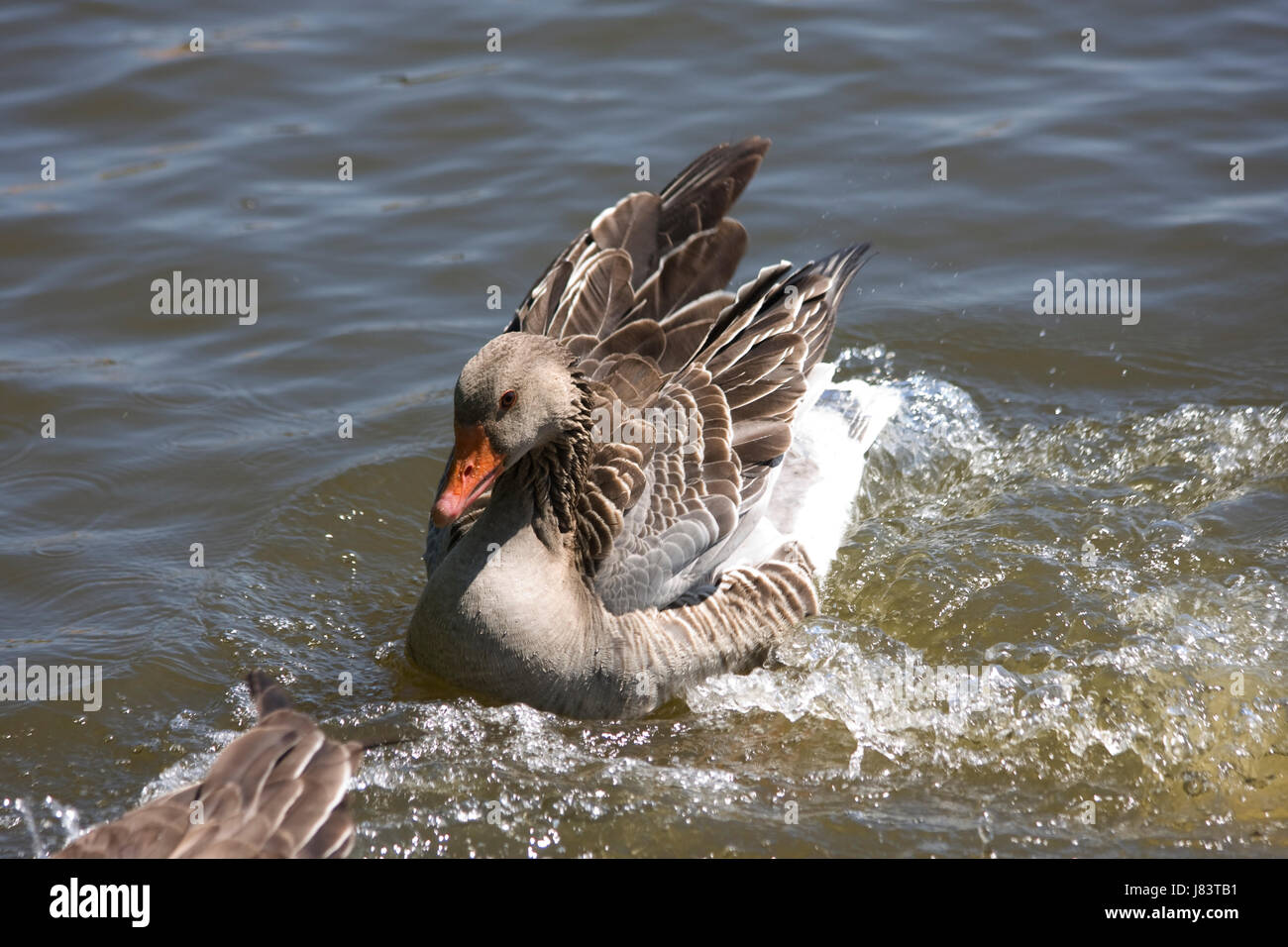 wing feathering geese goose geeser blue animal bird birds blank ...