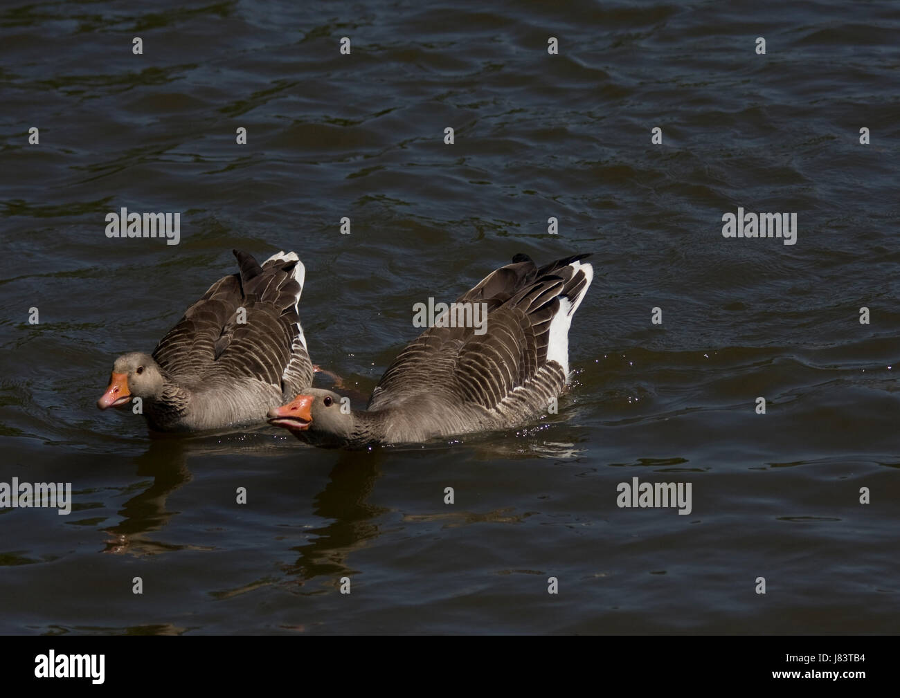wing feathering geese goose geeser blue animal bird birds blank ...
