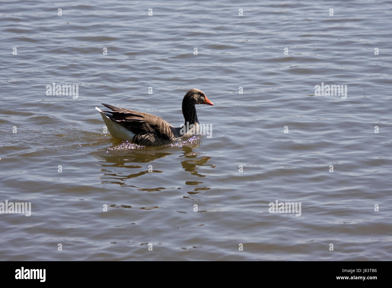 wing feathering geese goose geeser blue animal bird birds blank ...