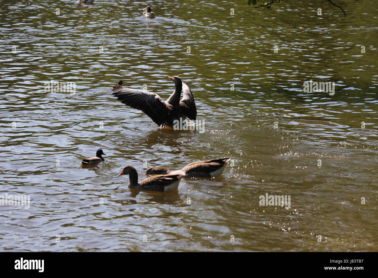 wing feathering geese goose geeser blue animal bird birds blank ...