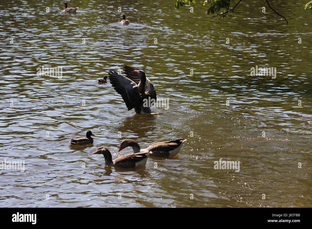 wing feathering geese goose geeser blue animal bird birds blank ...