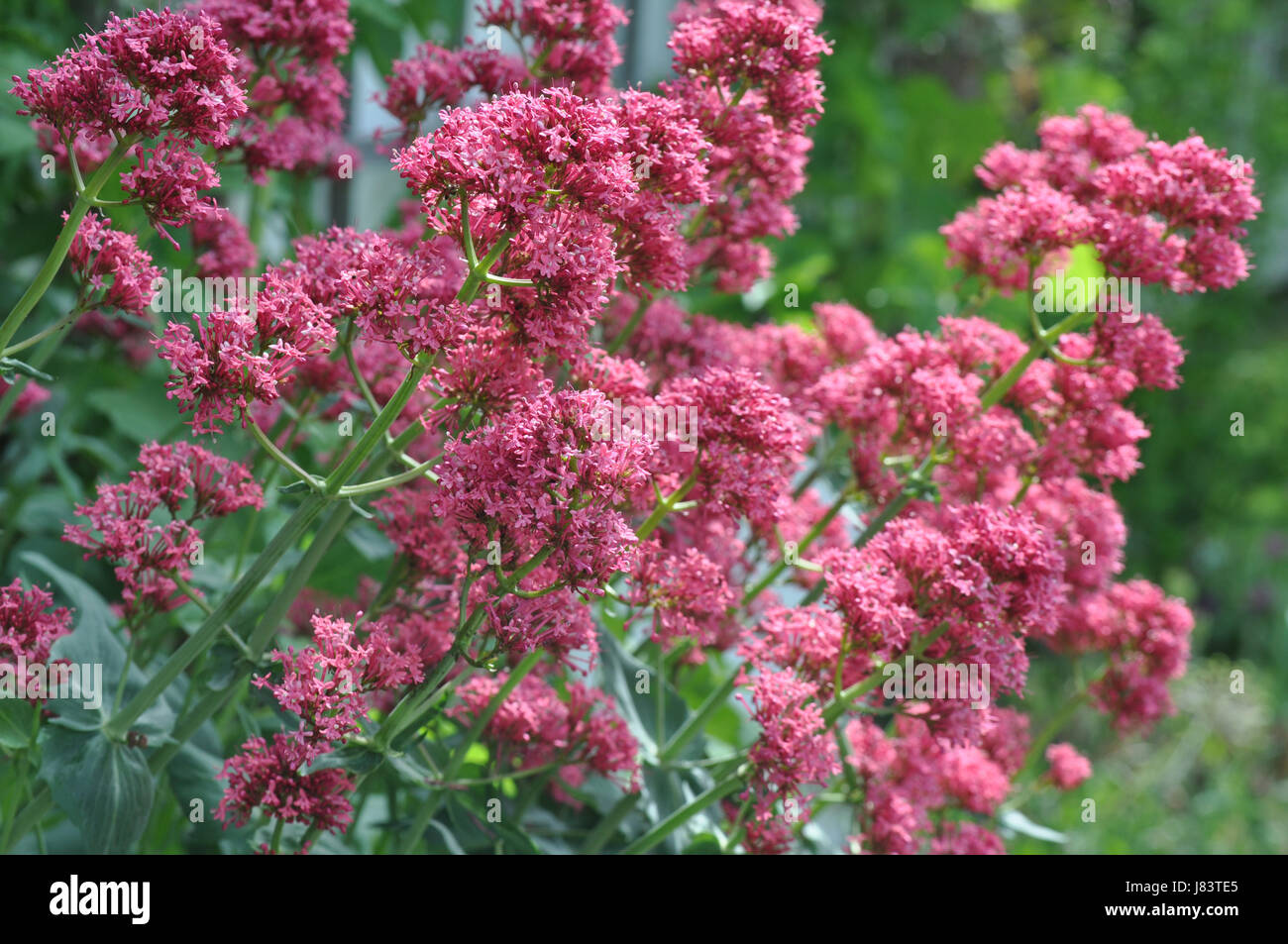 garden blossoms shrub public garden gardens bleed red tree garden ...