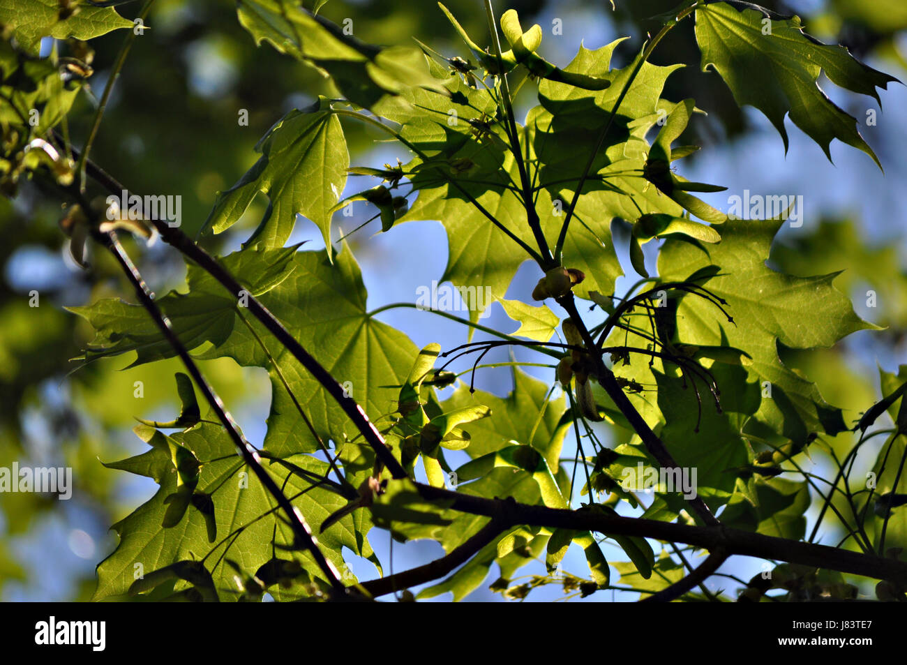 tree deciduous tree spring healthy tree deciduous tree summer summerly ...