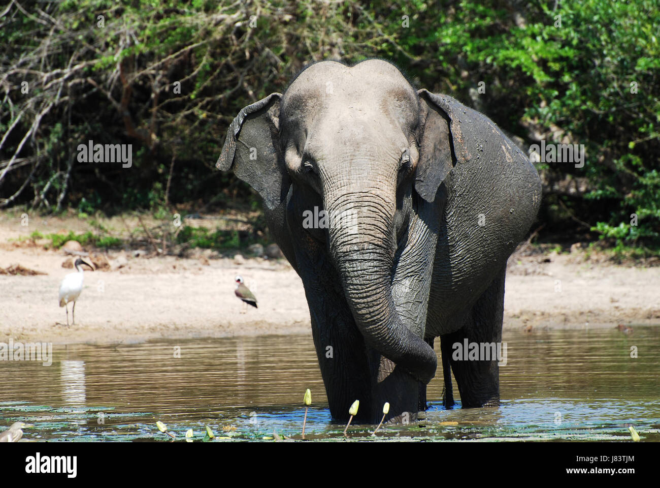 animal elephant fresh water lake inland water water indian big large ...