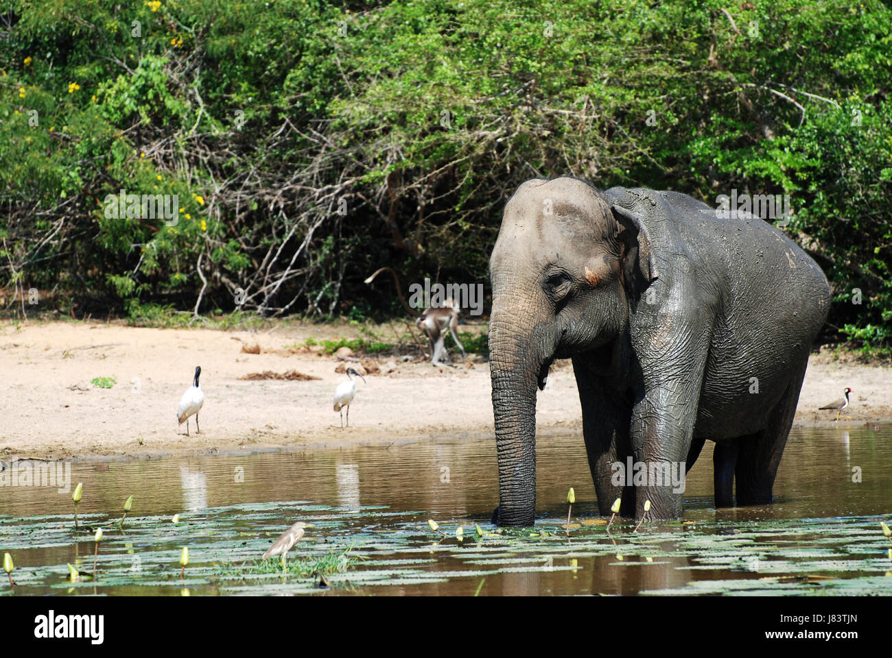 animal elephant fresh water lake inland water water indian big large ...