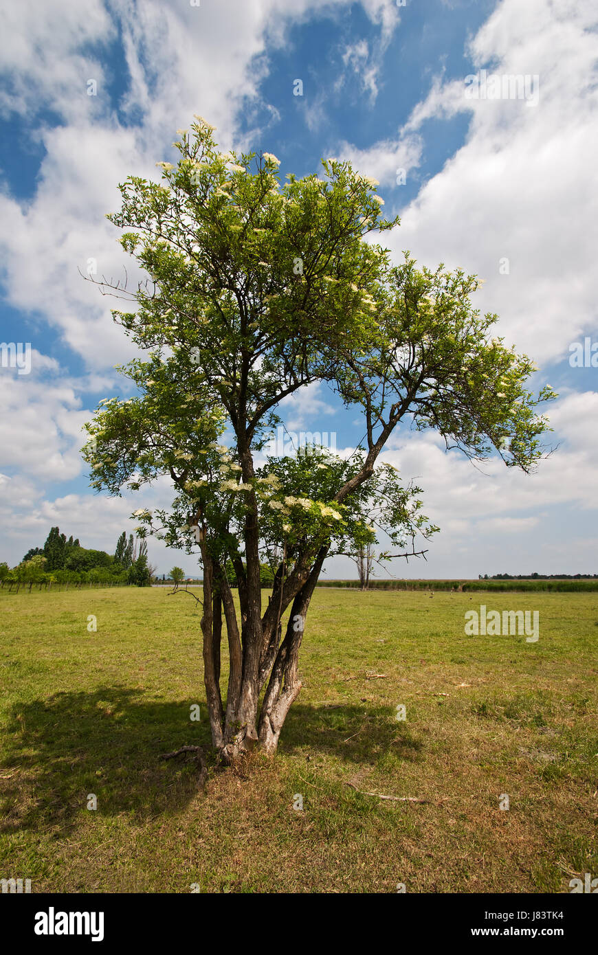 tree bloom blossom flourish flourishing steppe bush shrub plant ...