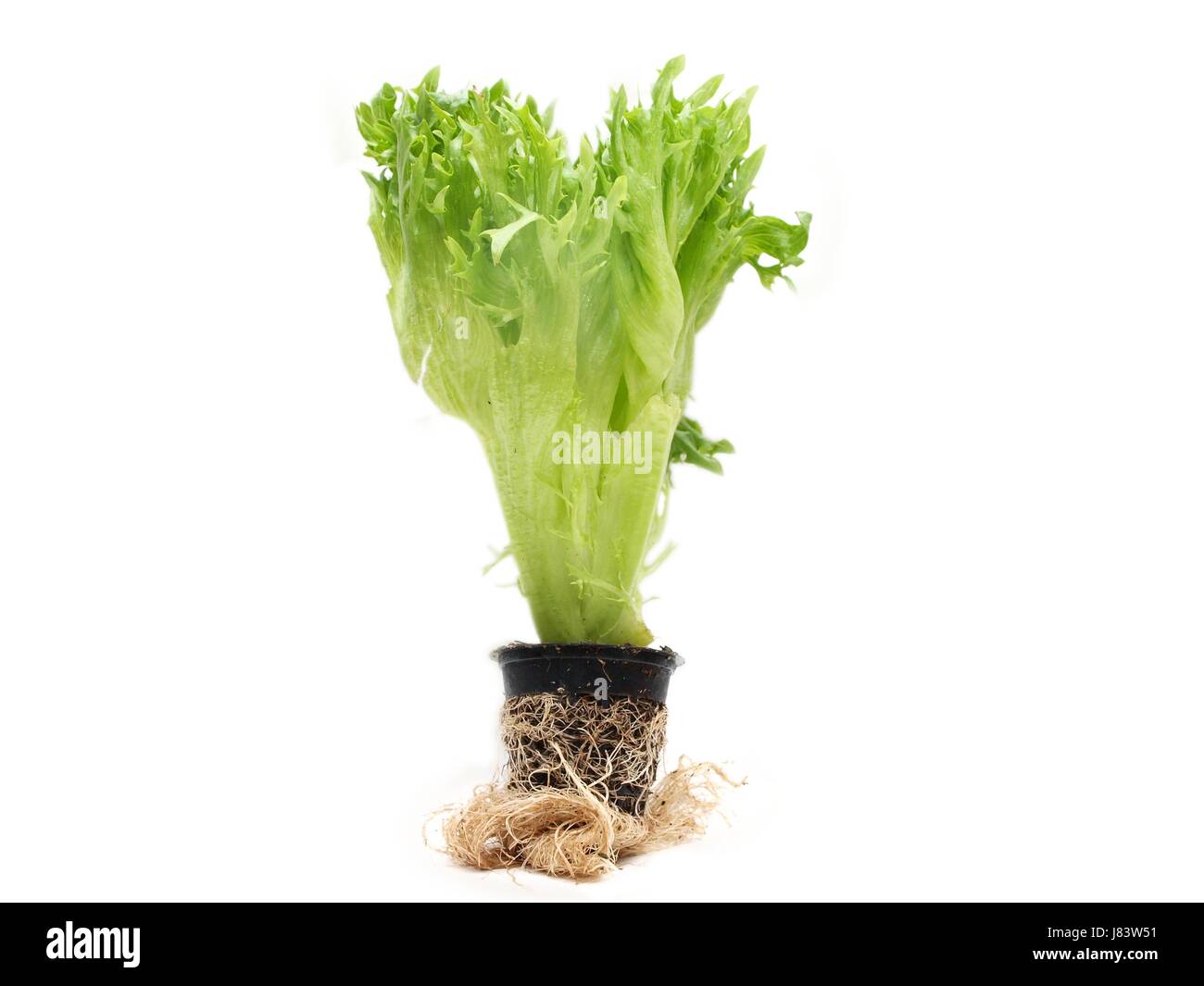 Roots endives isolated plant hi-res stock photography and images - Alamy