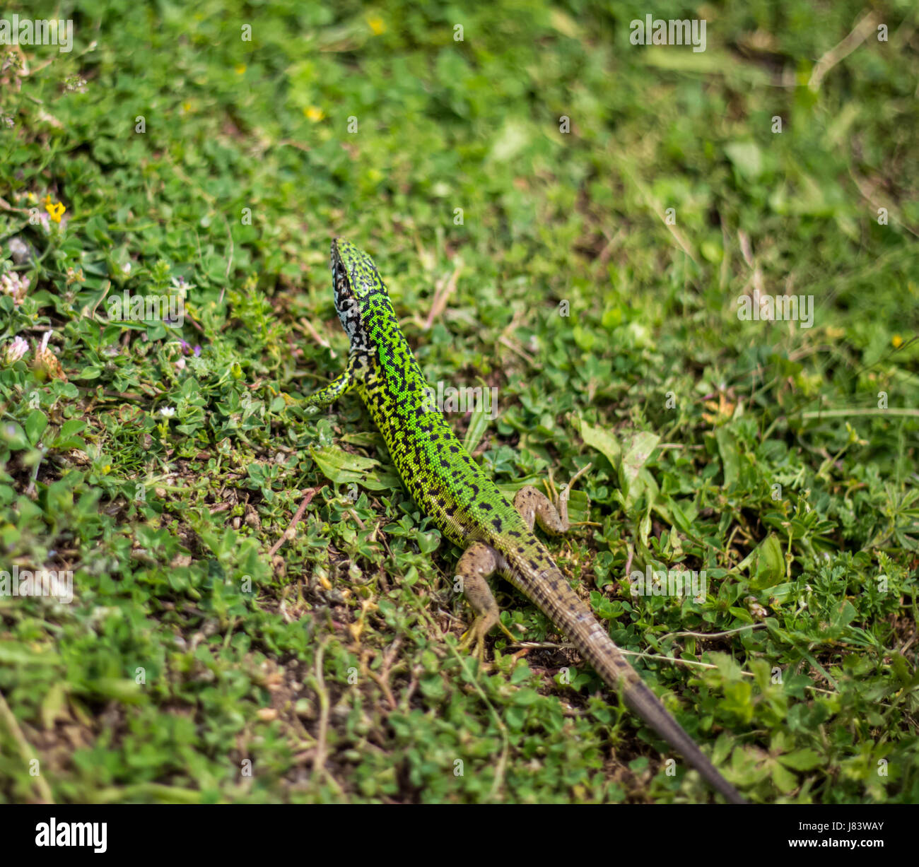 The lizard in the grass, green lizard in nature in search of food Stock ...