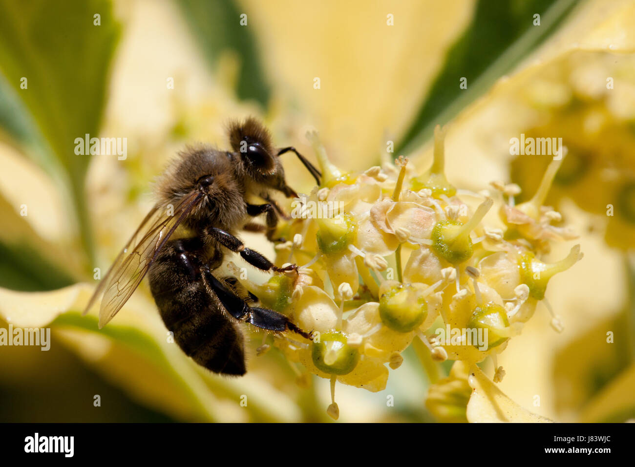 legs macro close-up macro admission close up view garden insect green ...