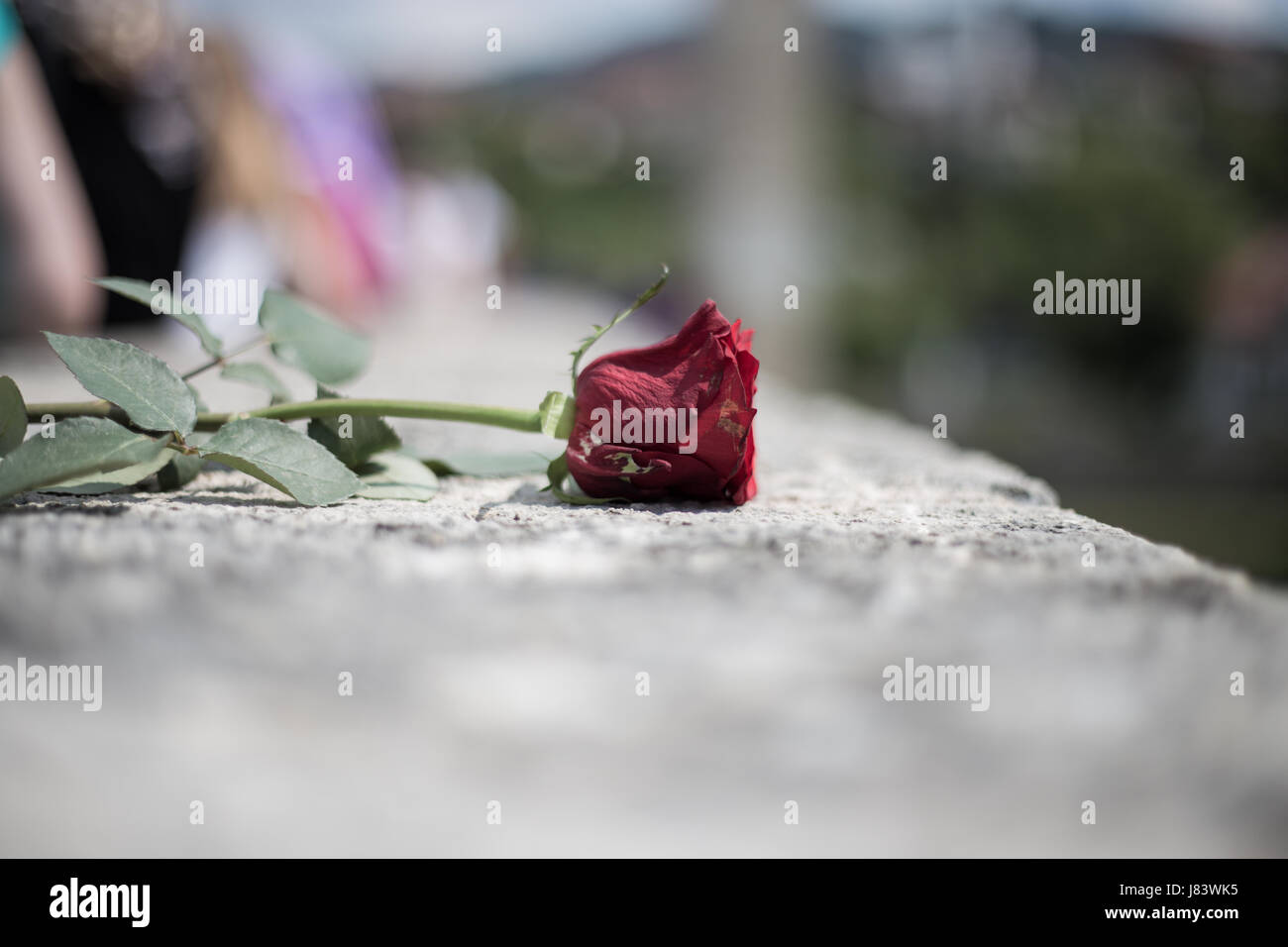 Red roses in memory of the murdered innocent civilians, flowers for the ...