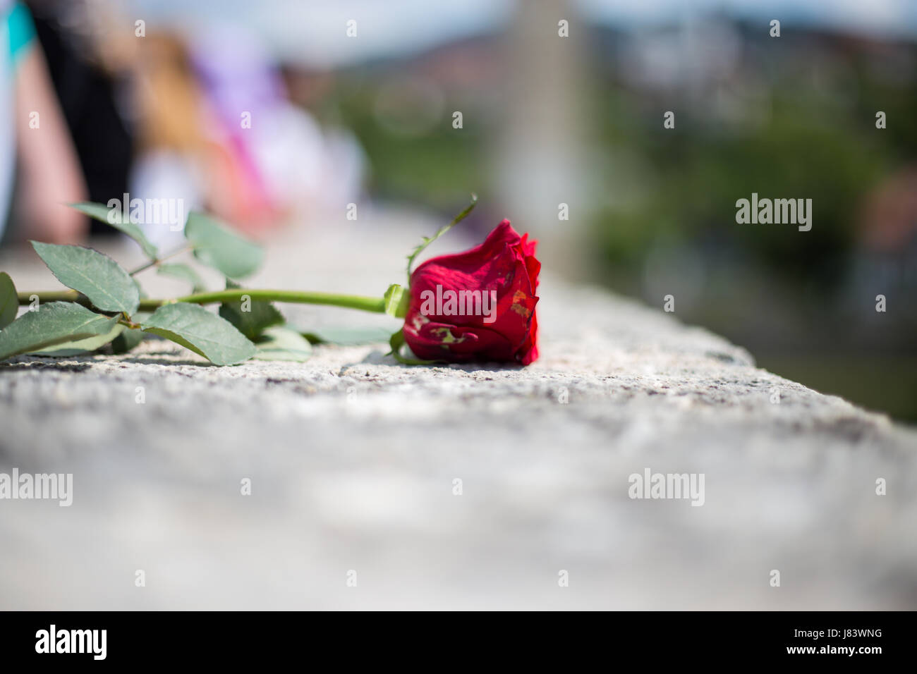 Red roses in memory of the murdered innocent civilians, flowers for the ...