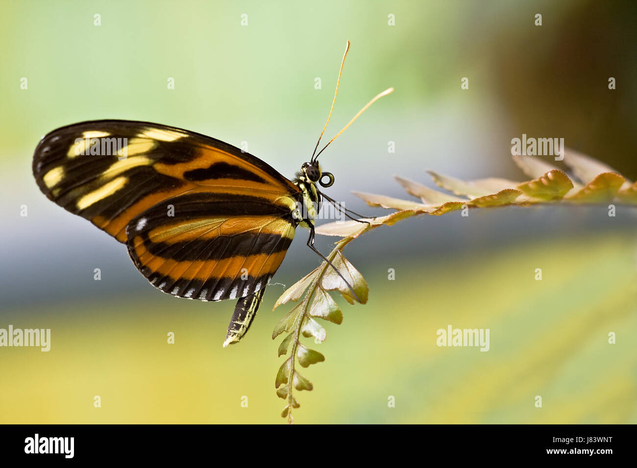 butterfly moth nature beautiful beauteously nice insect butterfly ...