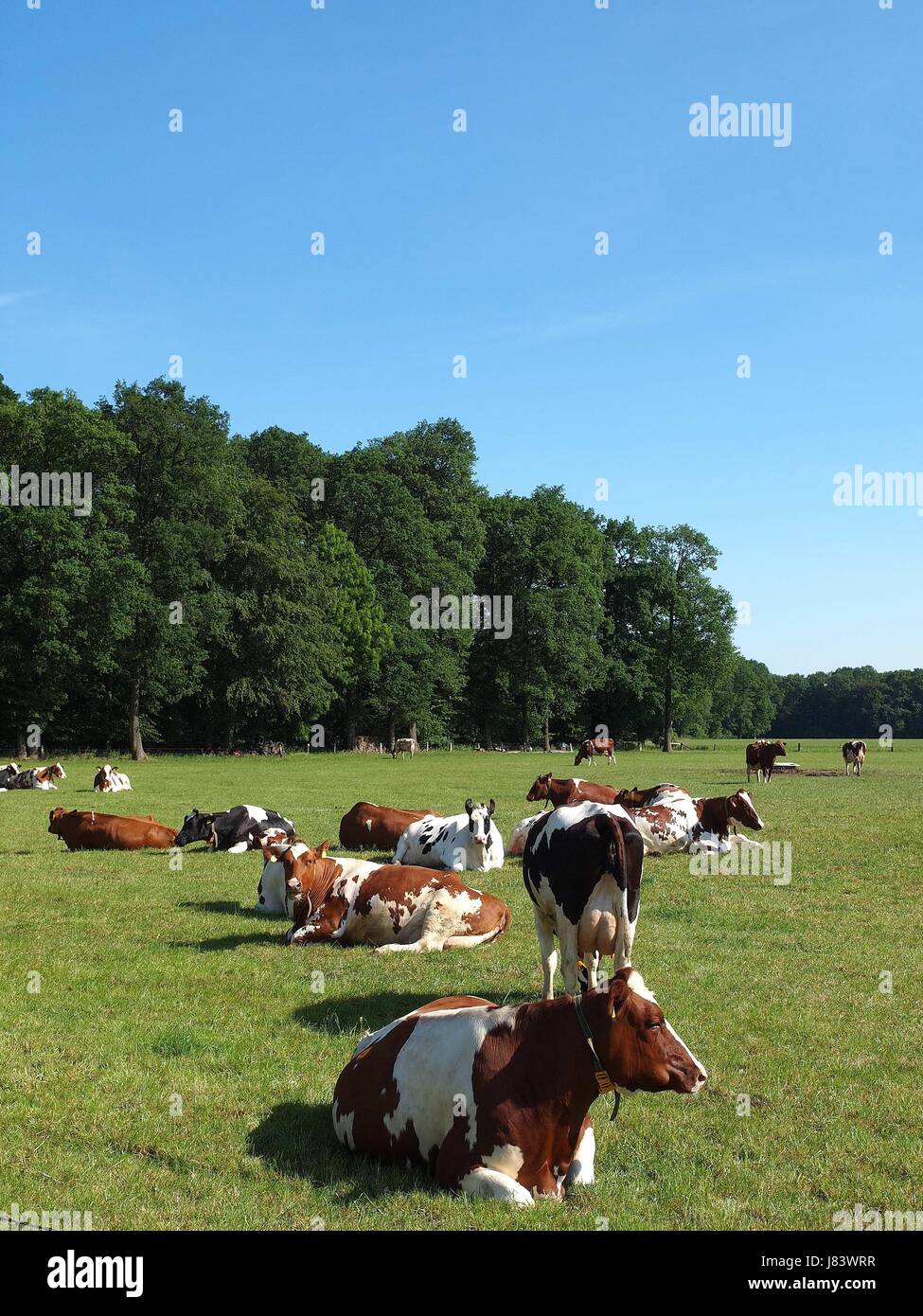 animal cow bovine nature willow tree trees animal animals cow livestock ...
