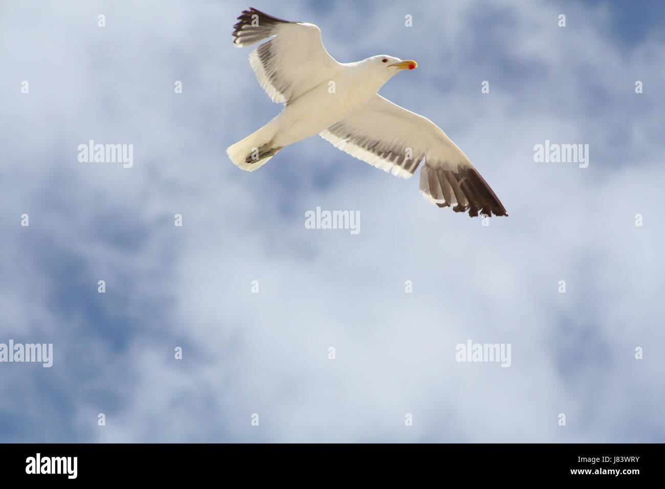 bird birds freedom liberty free floating fly flies flys flying seagull ...
