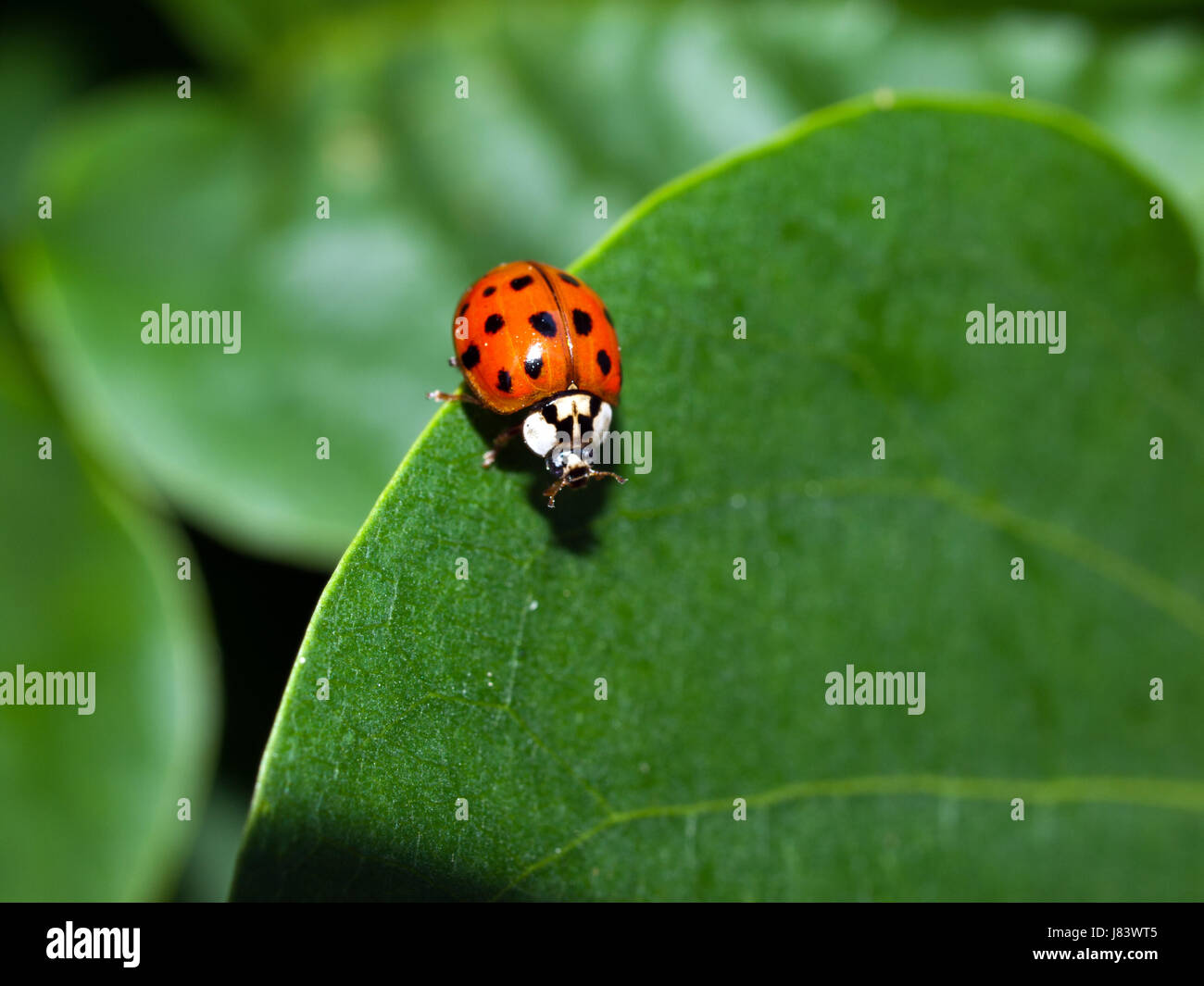 beetle harlequin ladybug beetle harlequin dot fly flies flys flying ...