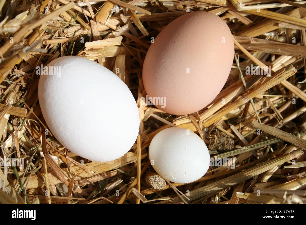 Hexenei hi-res stock photography and images - Alamy