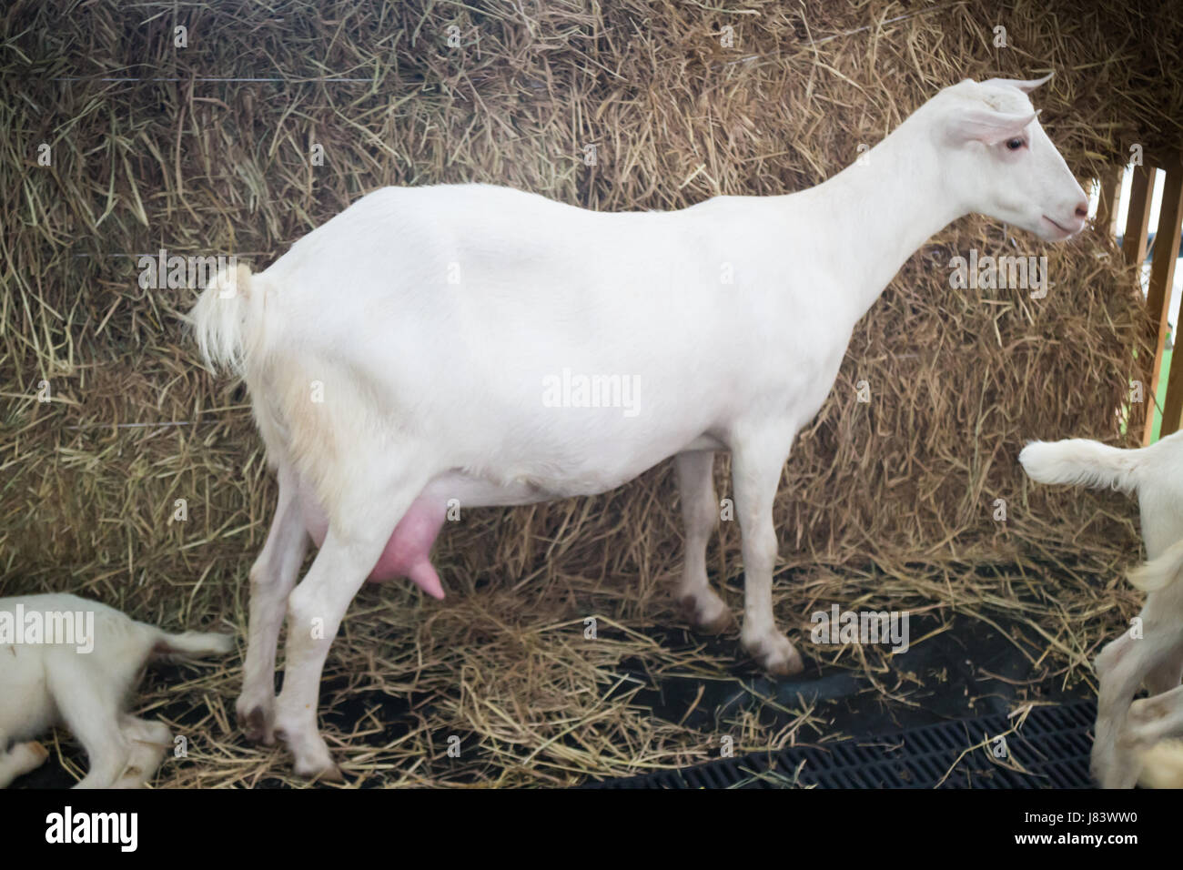White Milk Goat Show In Farm Festival, stock photo Stock Photo - Alamy
