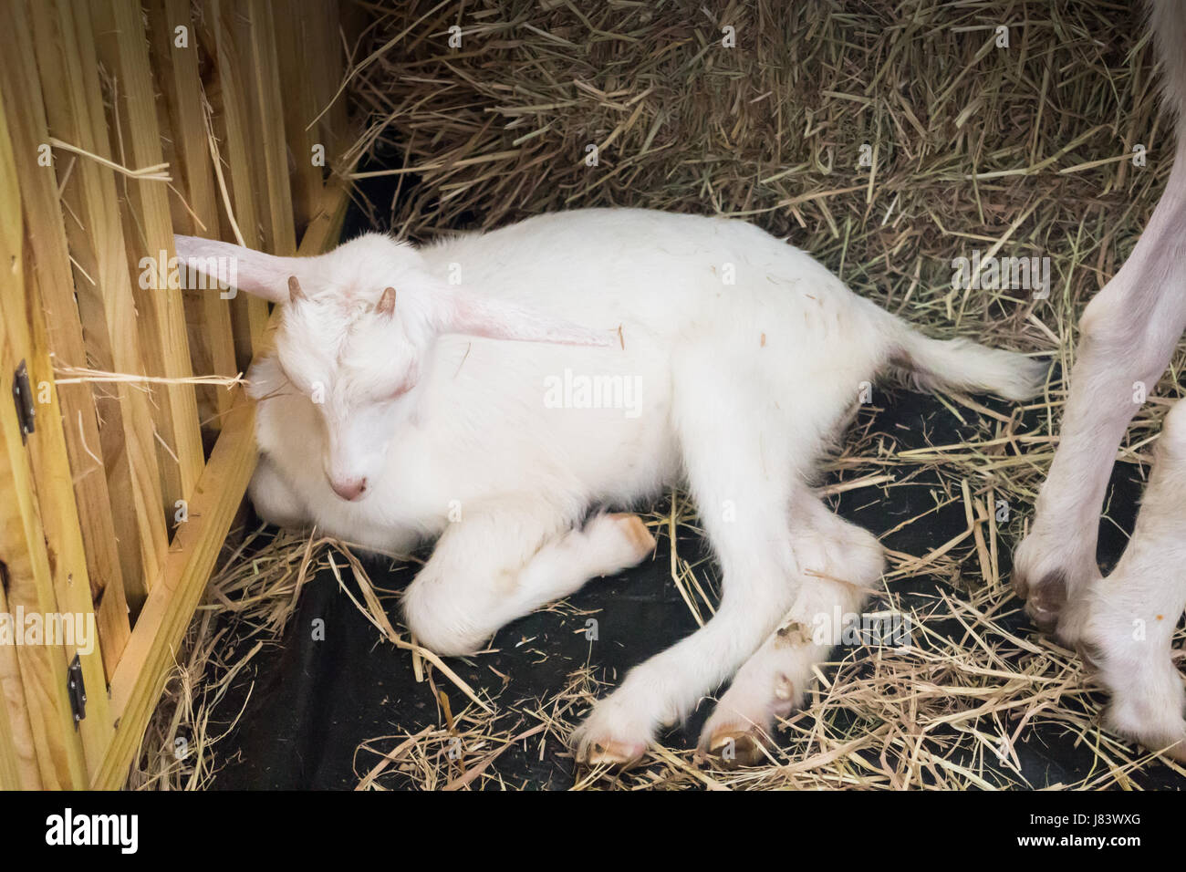 White Milk Goat Show In Farm Festival, stock photo Stock Photo - Alamy