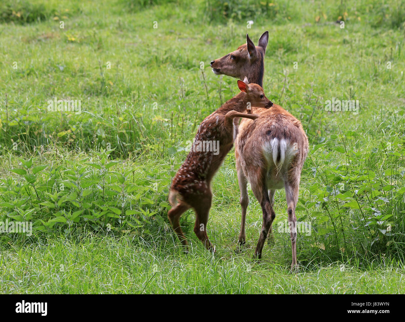 animal wild fawn glade meadow roe nature plant animal wild animals ...