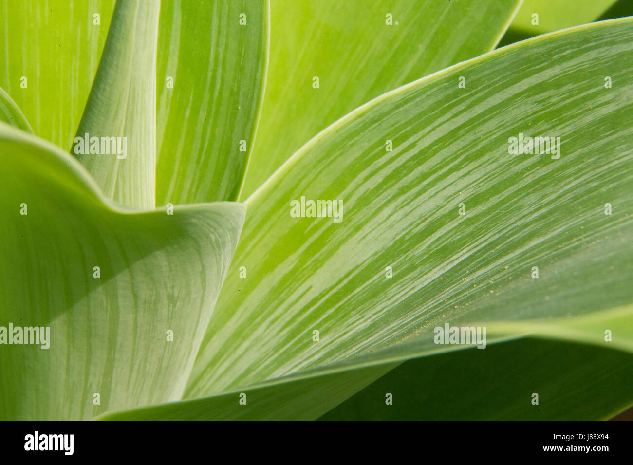 green leaves curvate rosette plant green leaves curvate rosette plant ...