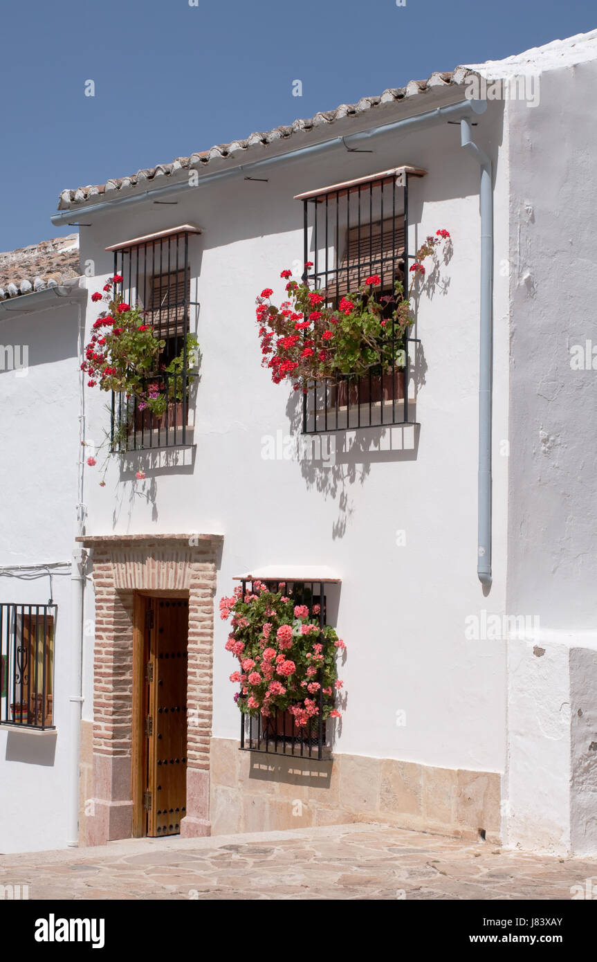 house building spanish white house building flower flowers plant spain ...