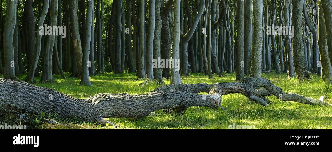 book tree trees wood trunk woods forest book tree trees wood trunk ...